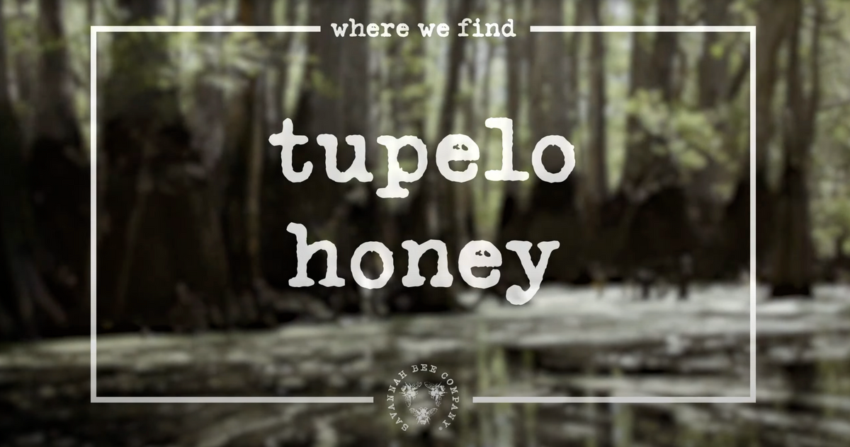 Savannah Bee Tupelo Honey | Pure, Raw & Golden – Savannah Bee Company